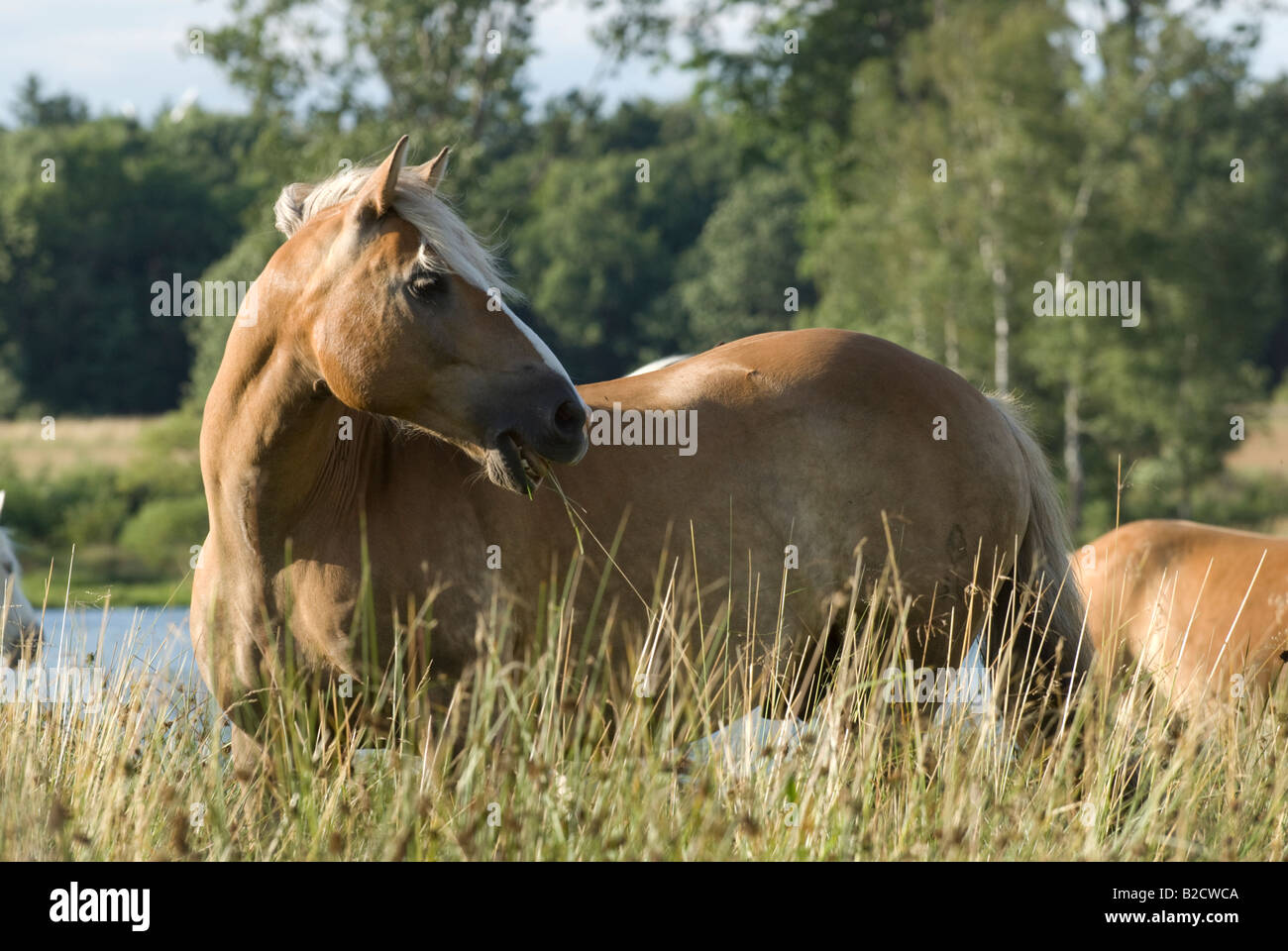 Beautiful haflinger horse Stock Photo - Alamy