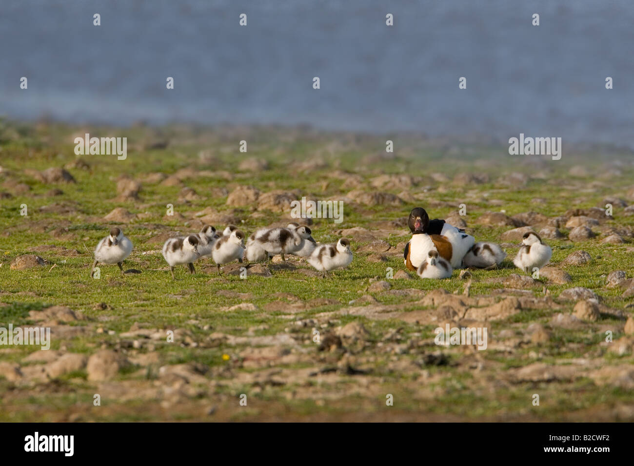 Waterfowl habitats hi-res stock photography and images - Alamy