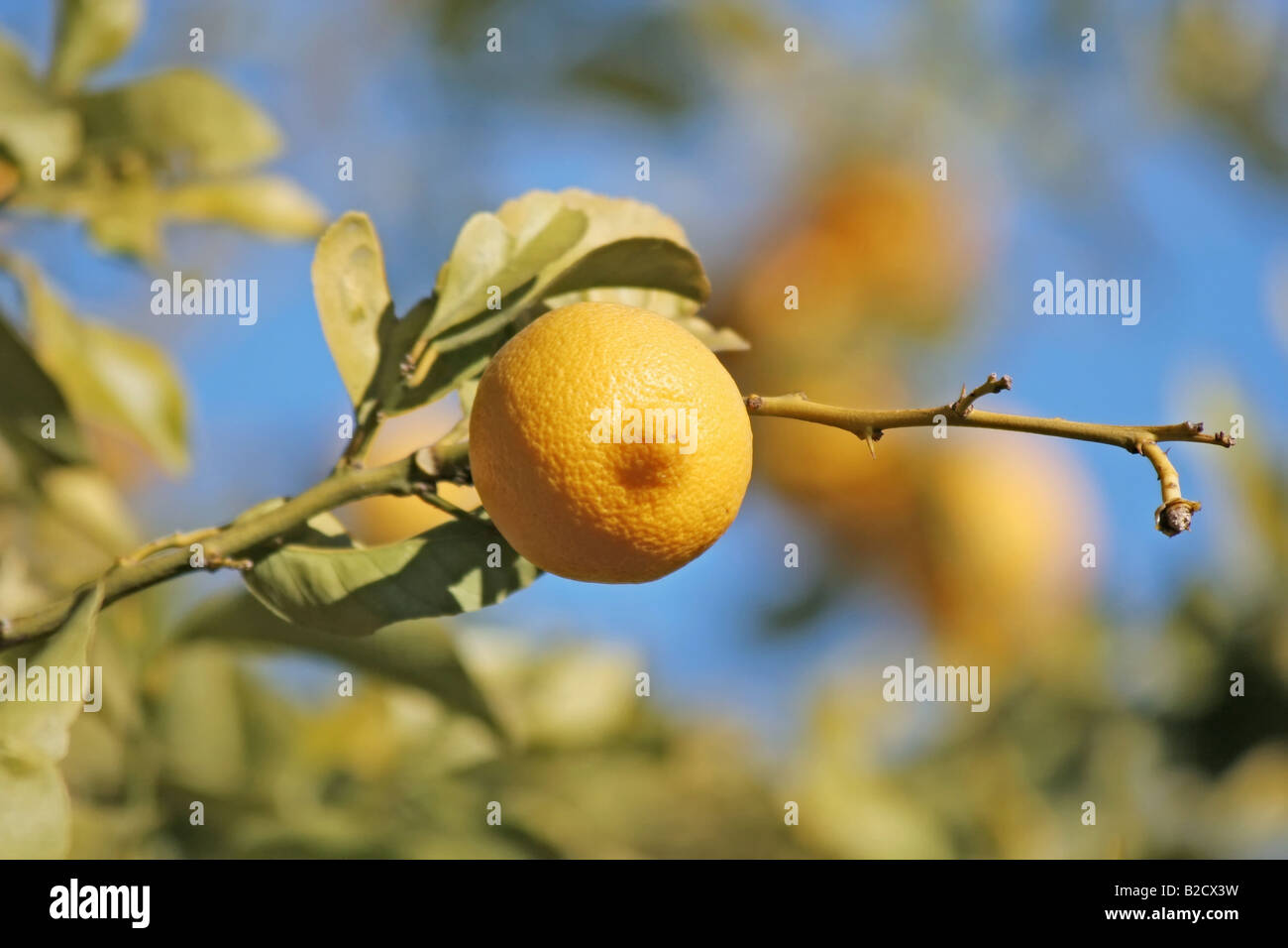 A fresh lemon on a tree Stock Photo - Alamy