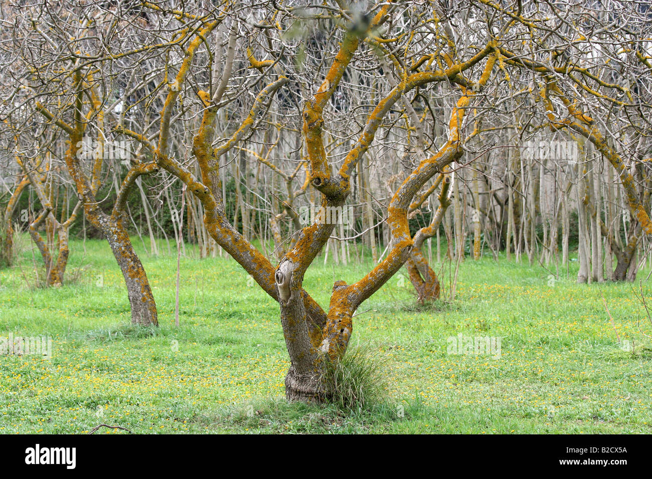 A tree without leaves during autumn Stock Photo - Alamy