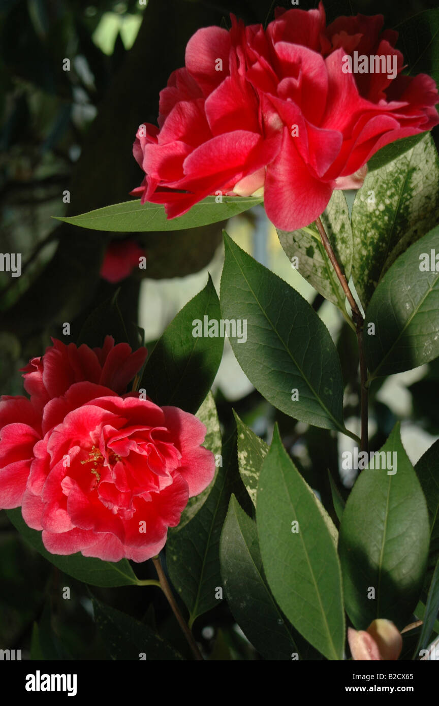Flowers at the Yorkshire Sculpture Park near Leeds, Yorkshire, UK Stock ...
