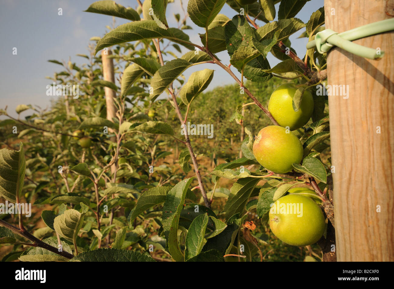 Apple Orchard apples ripening on trees in the kent countryside Stock ...