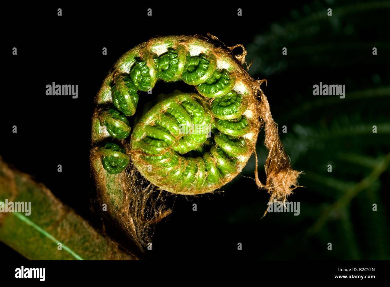 coiled up single fern Stock Photo - Alamy