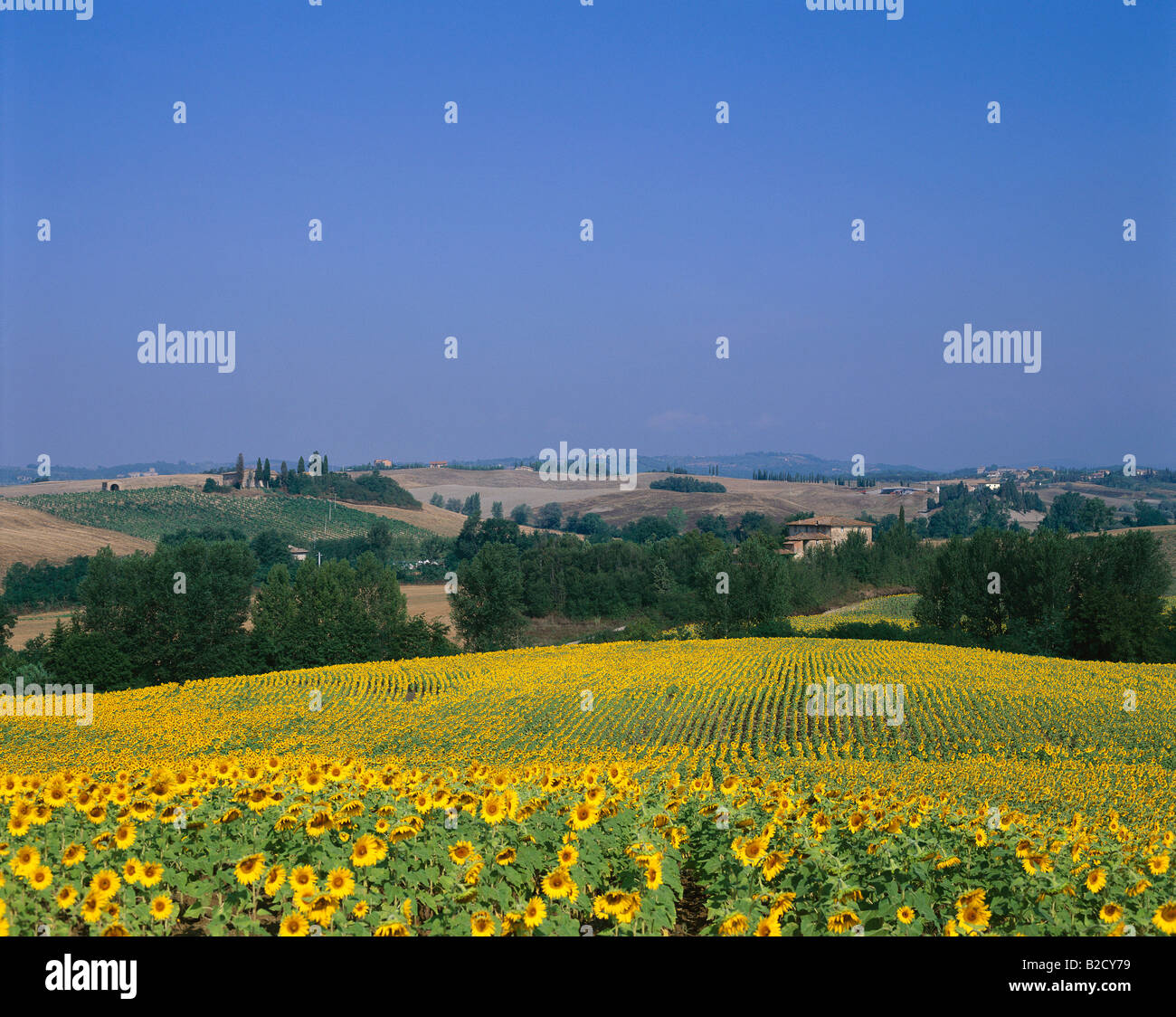 Tuscan landscape with sunflower field Italy, Tuscany Stock Photo - Alamy