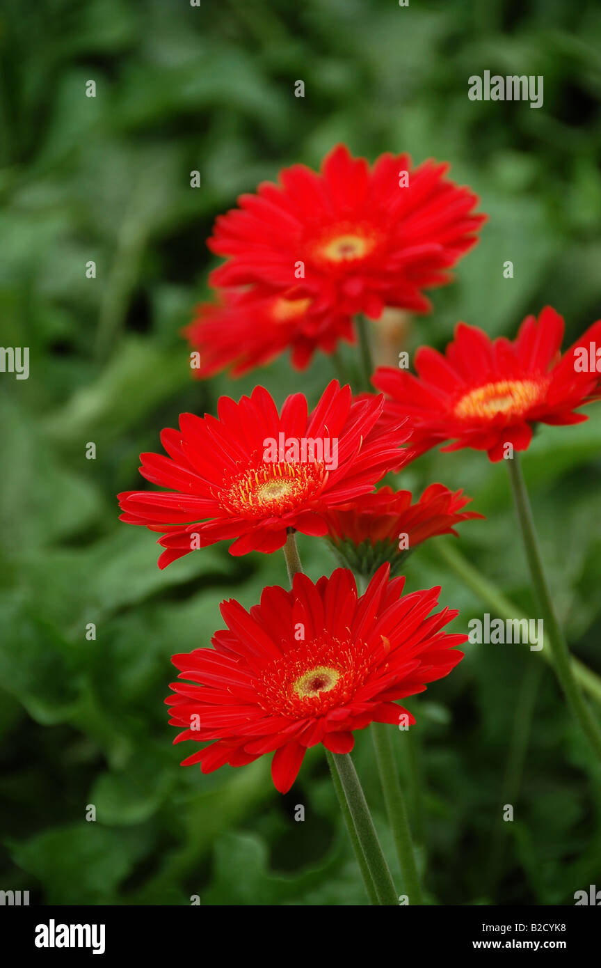 African daisy gerbera jamesonii asteraceae hi-res stock photography and ...