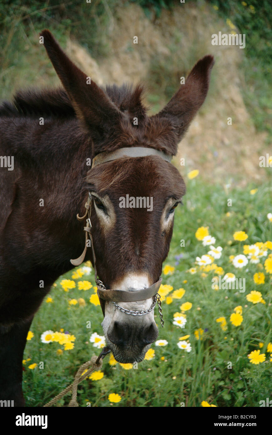 Close up of donkey, spring flowers Greek Islands, Crete Stock Photo - Alamy