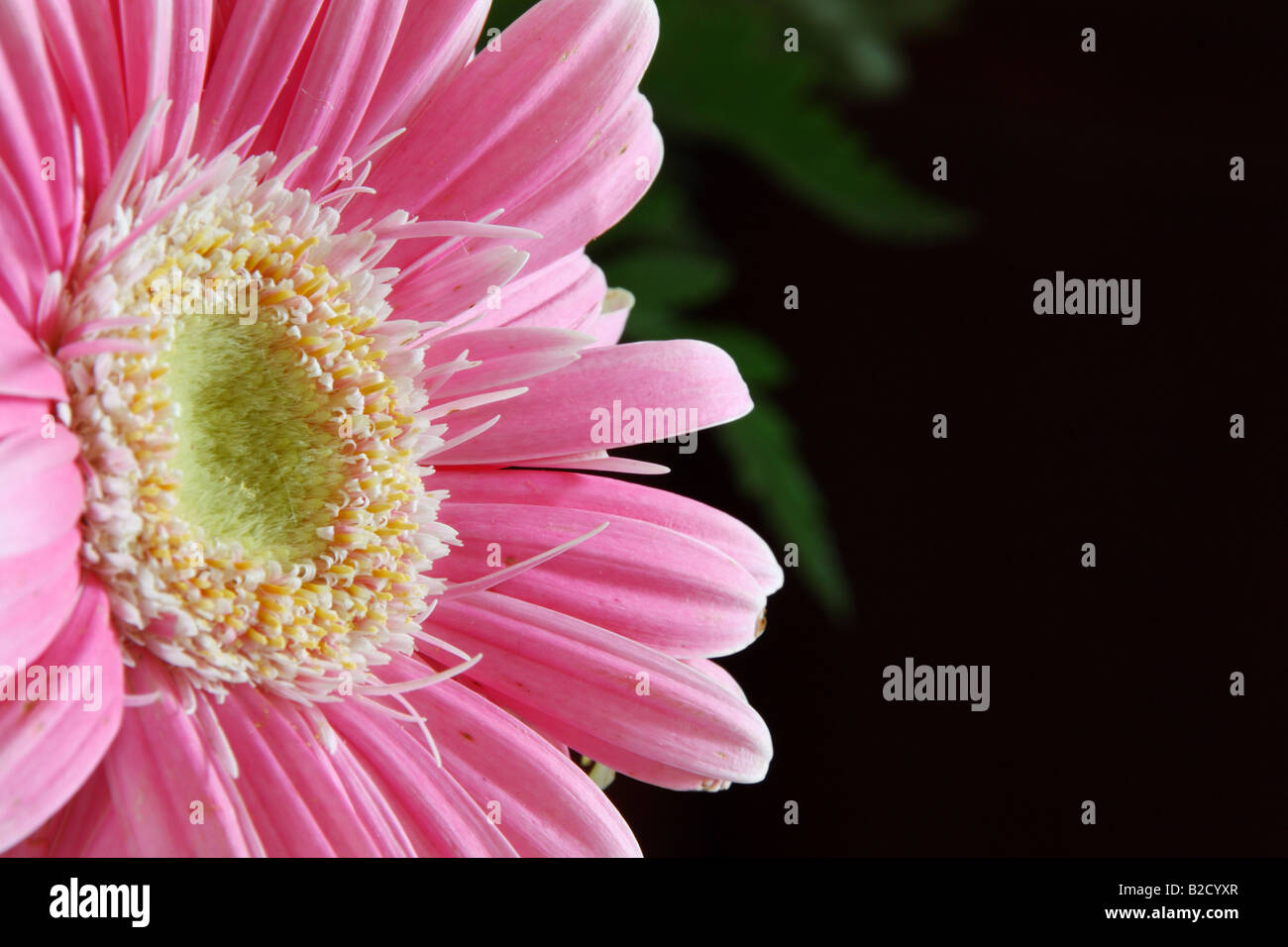 A close up of a large pink daisy on dark background focus is on the ...