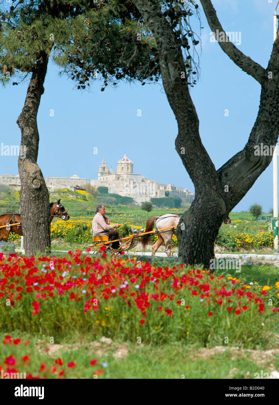 City view with pony traps and spring flowers Maltese Islands, Malta ...