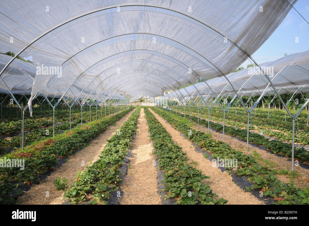 Strawberries under polytunnel ready for picking in the Kent Countryside ...