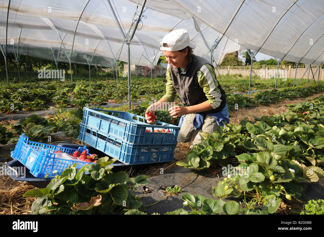 Polly tunnel hi-res stock photography and images - Alamy