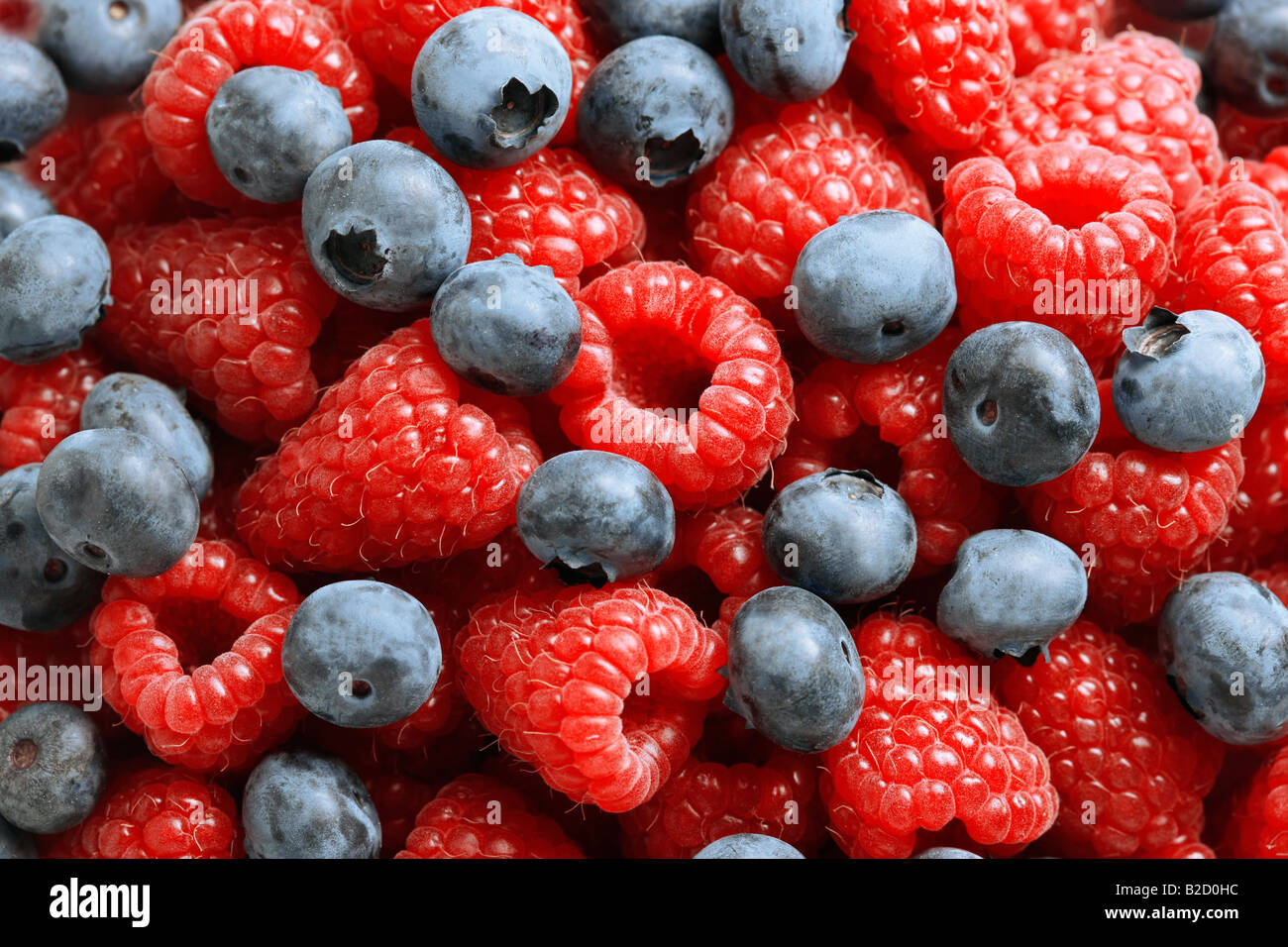 Delicious blueberries and red raspberries seen close up large XXL file ...