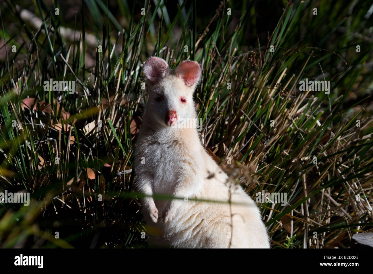 Albinoid