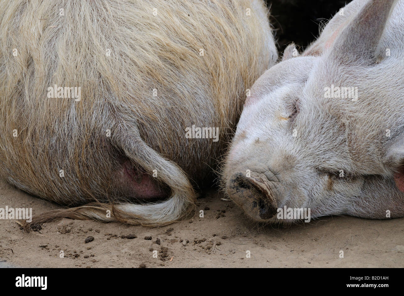 Top and tail of two Kune Kune Pigs Stock Photo - Alamy