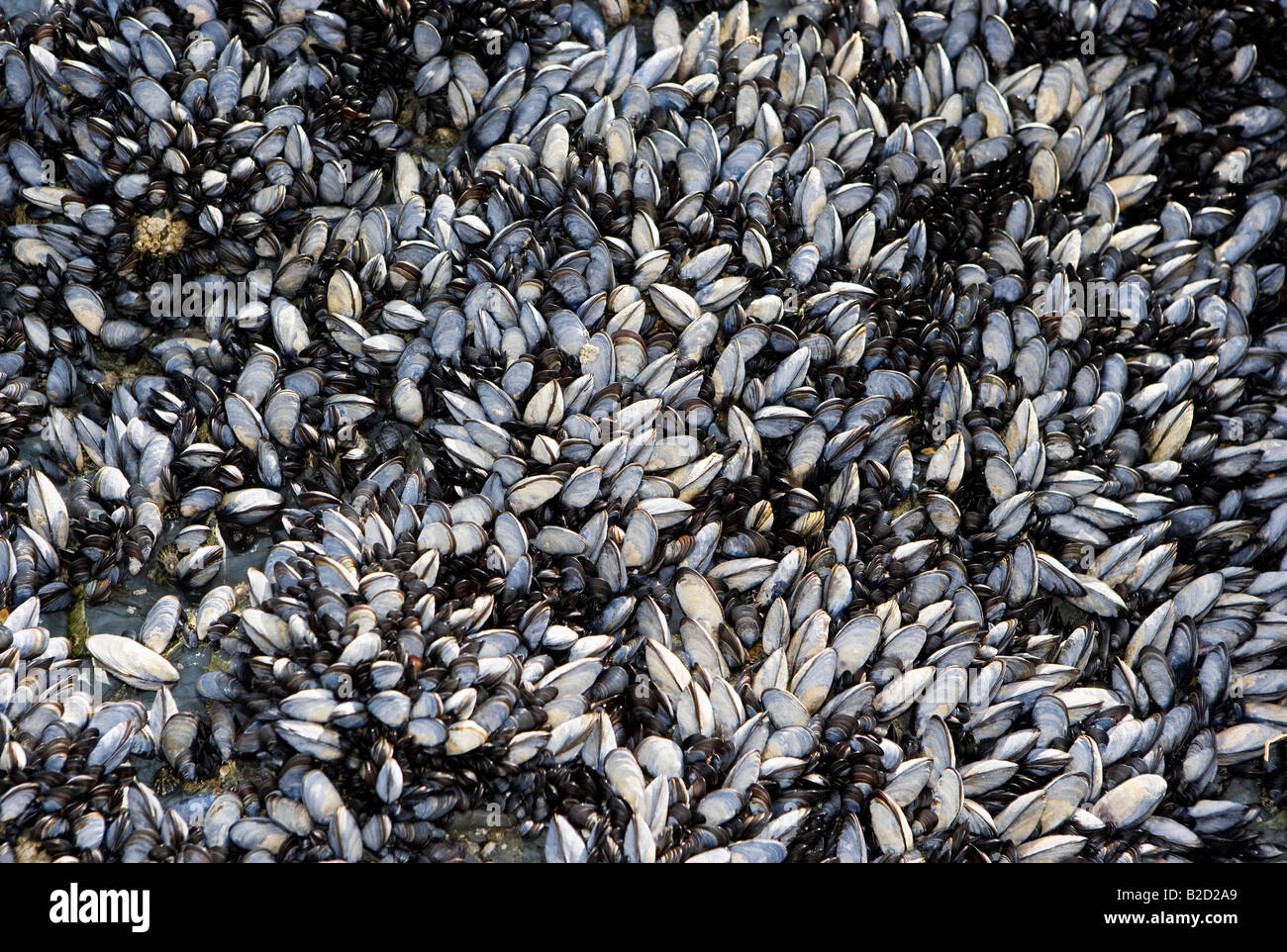 Full frame of sea shells Stock Photo - Alamy