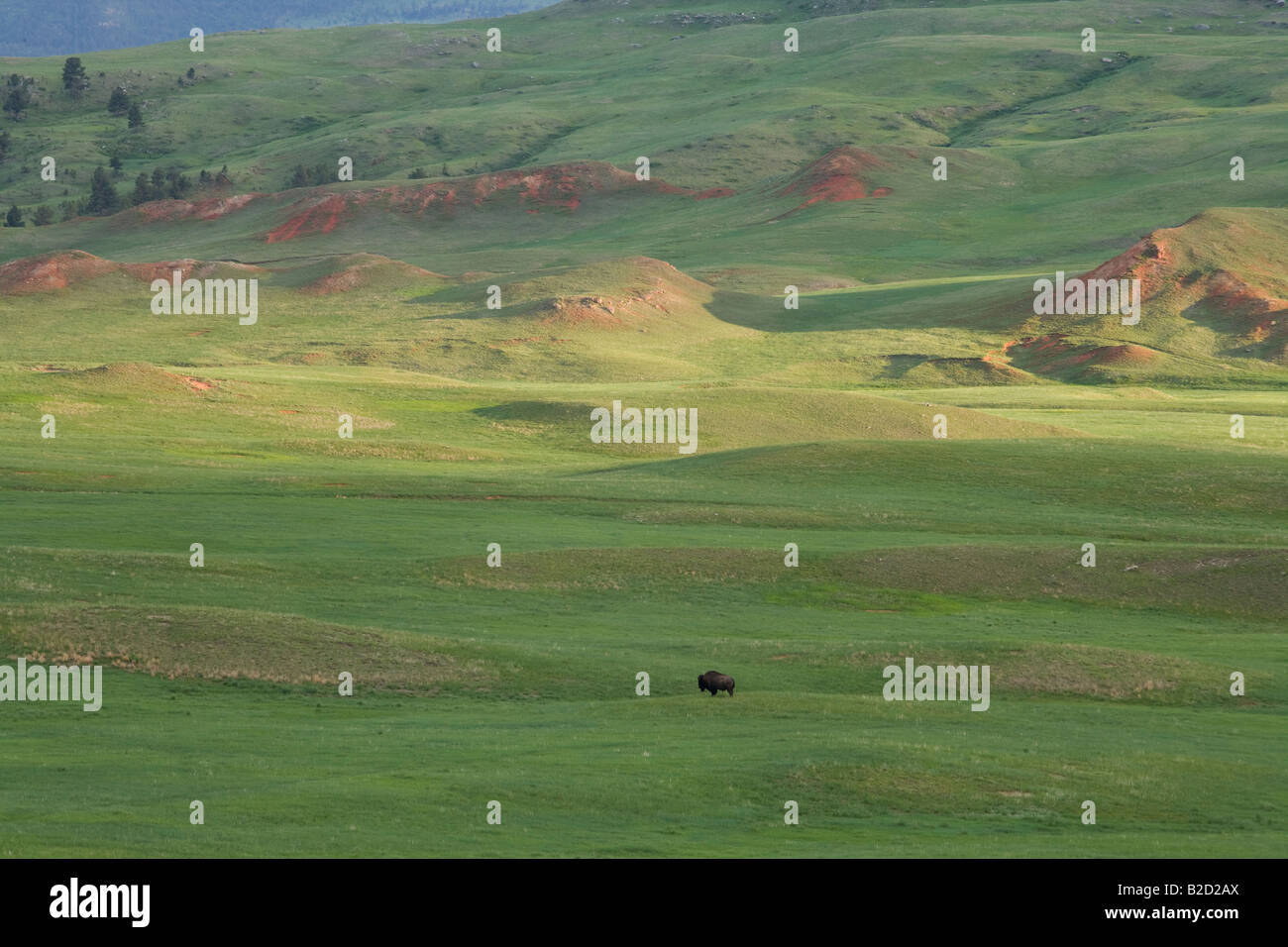 Wind cave national park and bison hi-res stock photography and images ...
