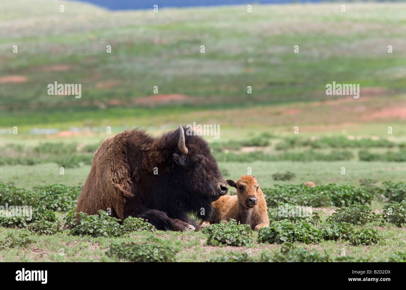 Bison Calf High Resolution Stock Photography and Images - Alamy