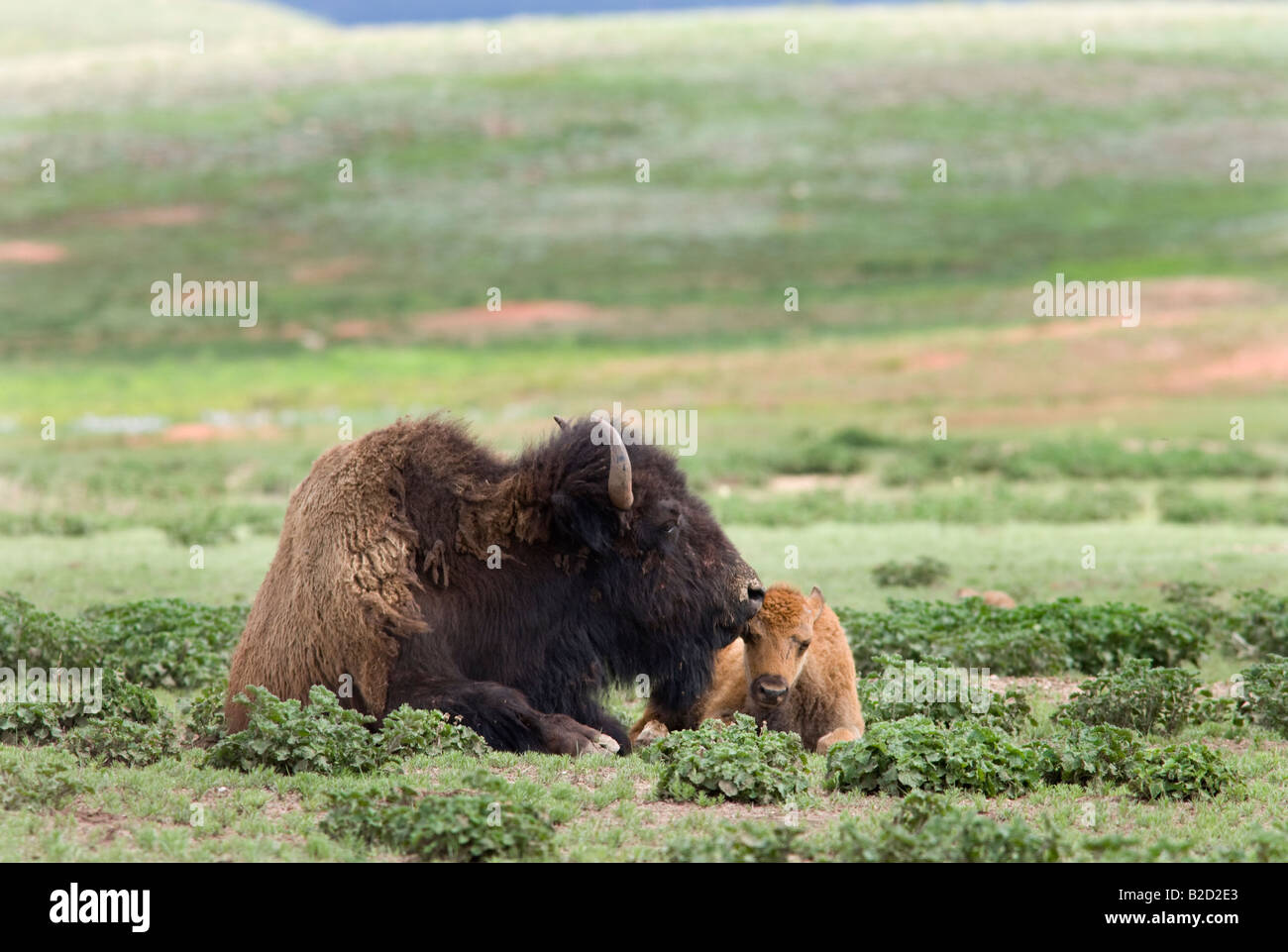 American Bison mother grooming her calf, Wind Cave National Park, South ...