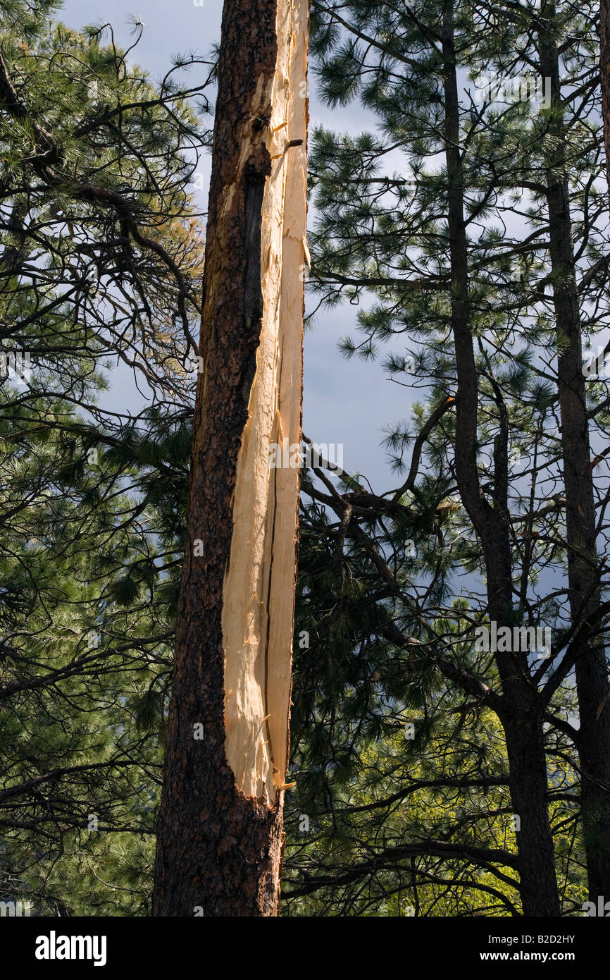 Lightning strike tree hi-res stock photography and images - Alamy