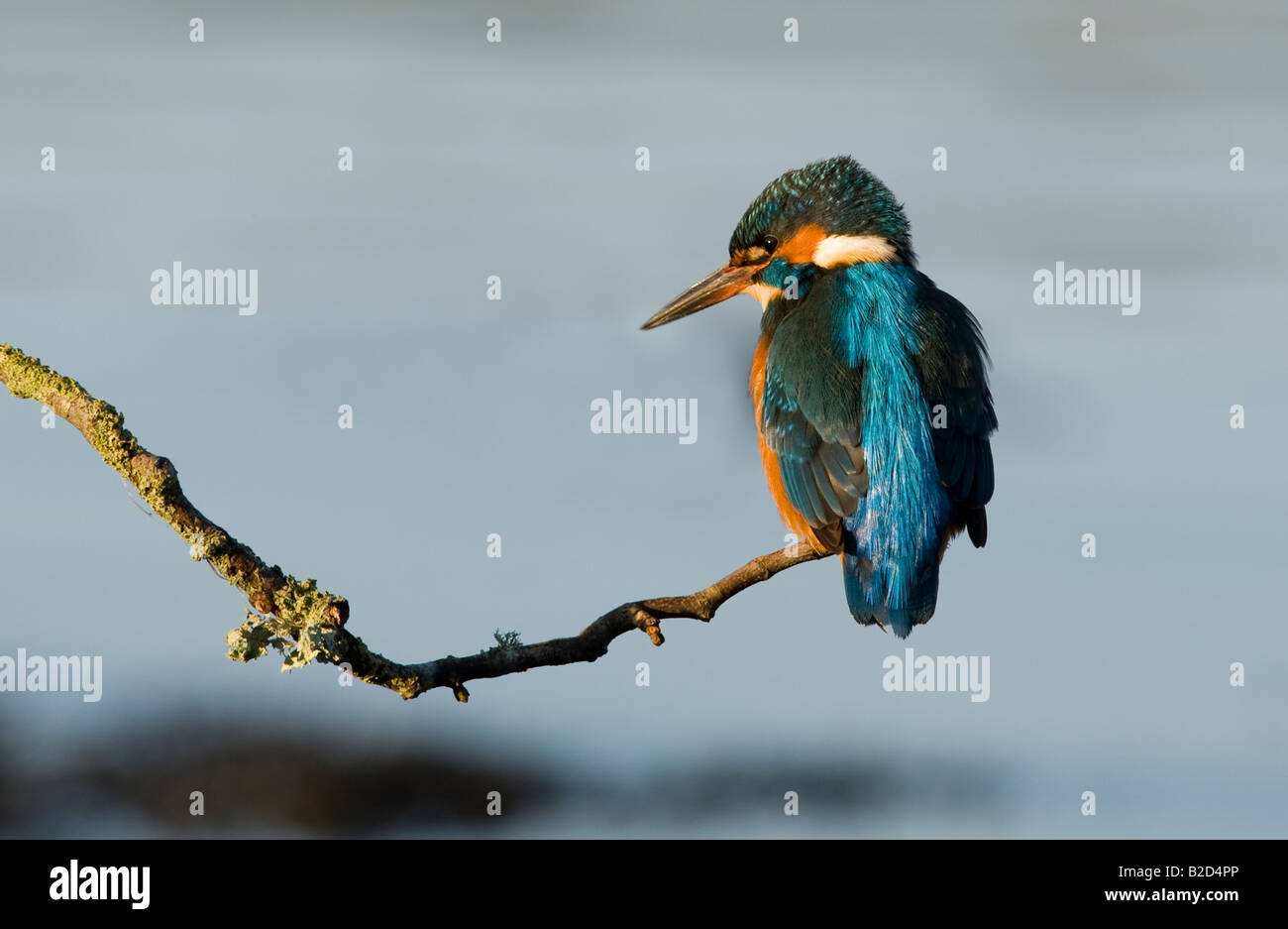 Kingfisher by water uk hi-res stock photography and images - Alamy