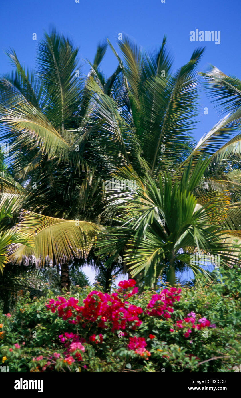 Tropical plants martinique hi-res stock photography and images - Alamy