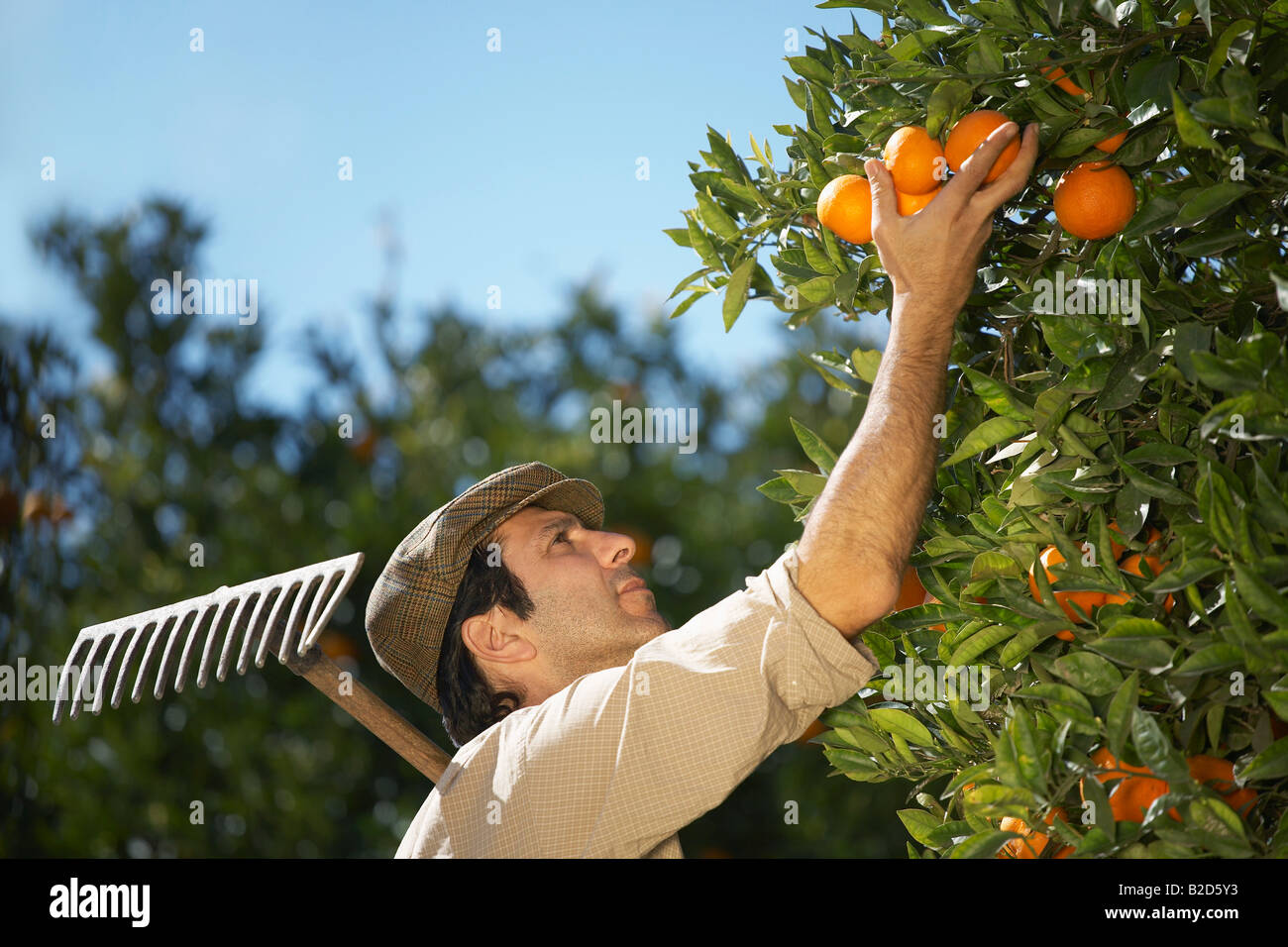 Flat picking hi-res stock photography and images - Alamy