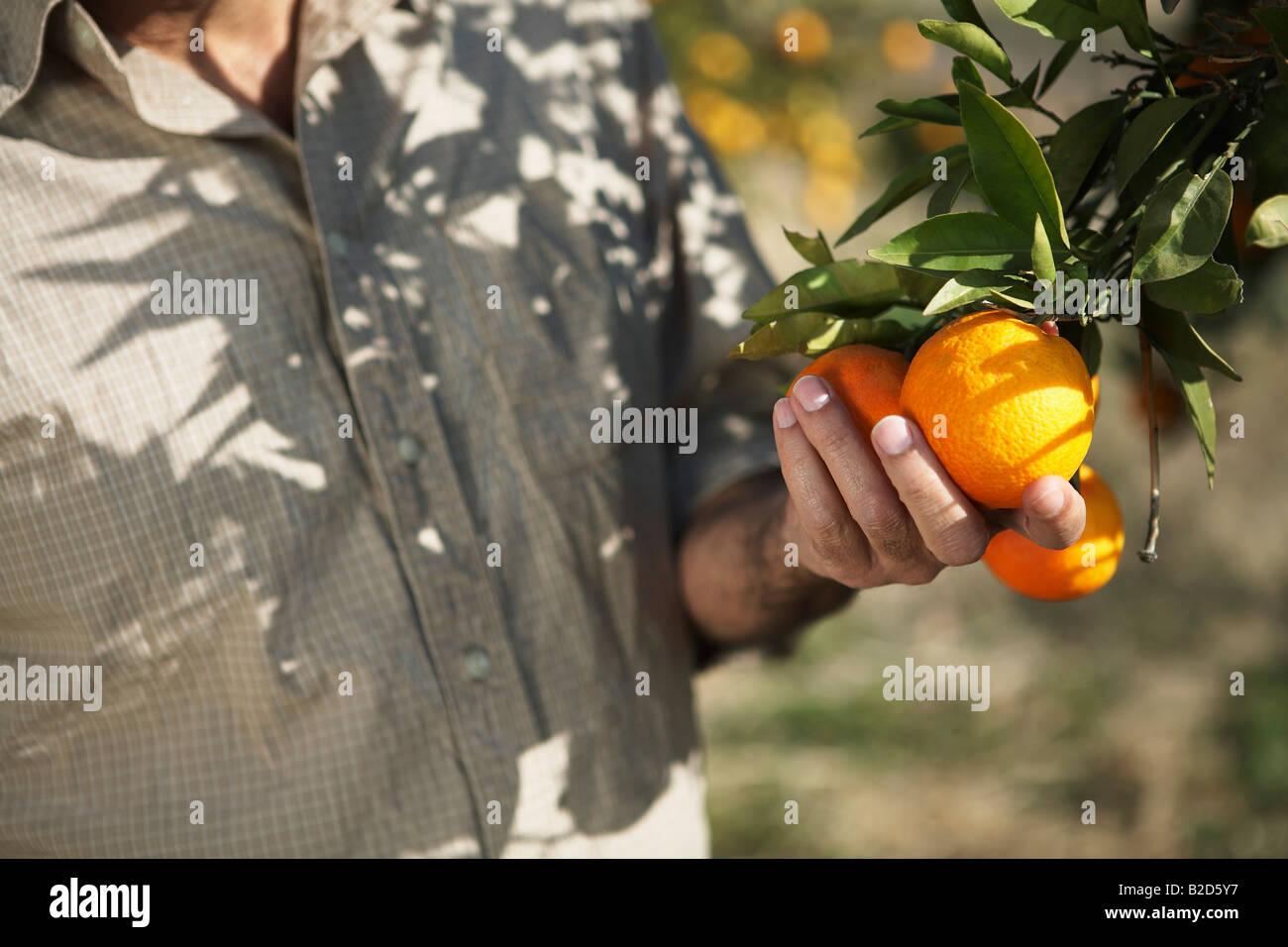 Man picking oranges hi-res stock photography and images - Alamy