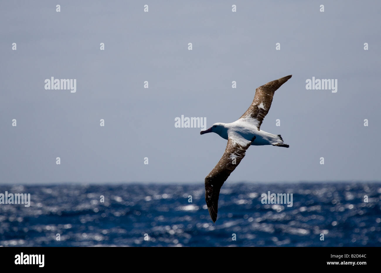 Diomedea epomophora, Royal Albatross Stock Photo - Alamy