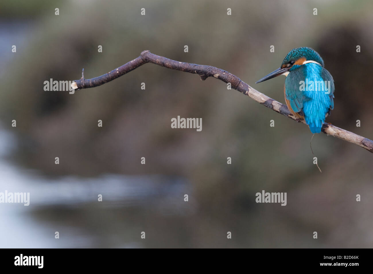 Kingfisher by water uk hi-res stock photography and images - Alamy