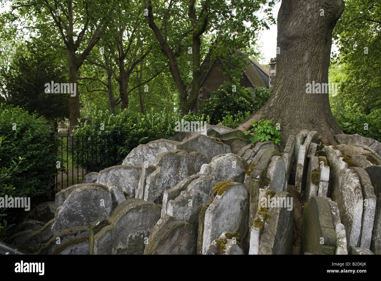 Thomas hardy tree hi-res stock photography and images - Alamy