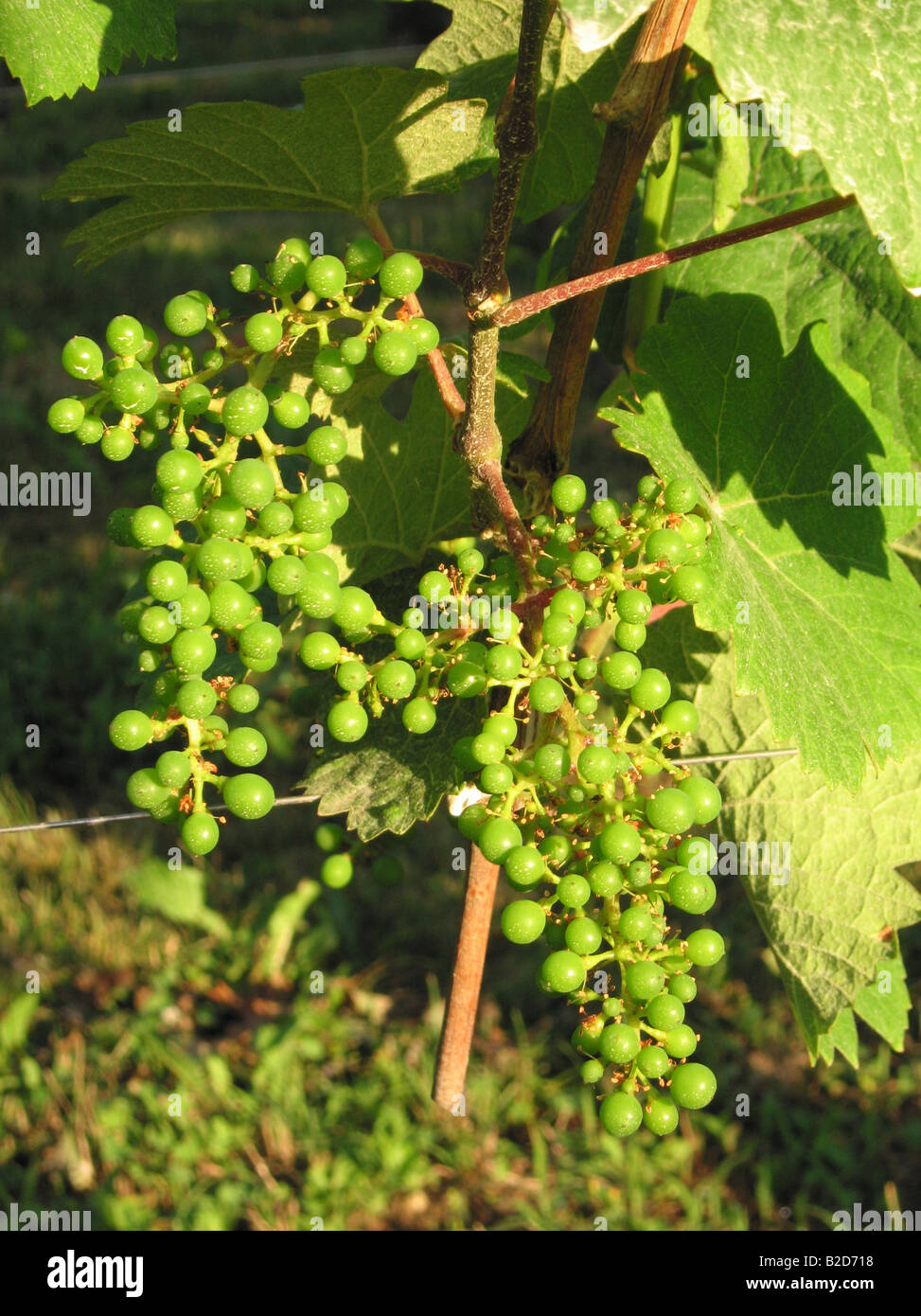 Young french grapes in Alsace - Wine road - route du vin Stock Photo ...