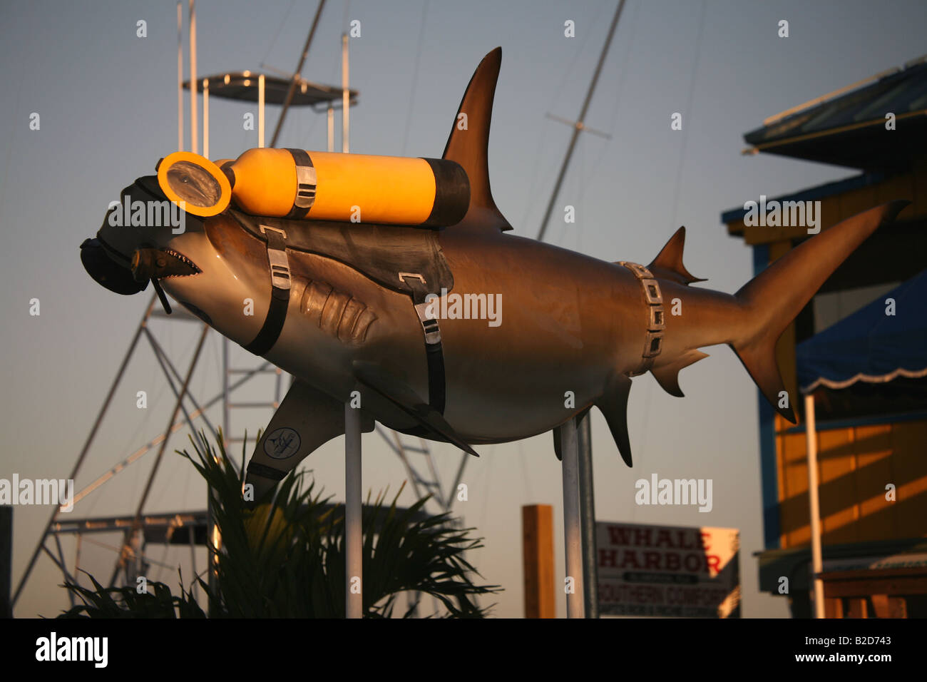 SCUBA shark at the charter boat docks in Islamorada in the Florida Keys ...