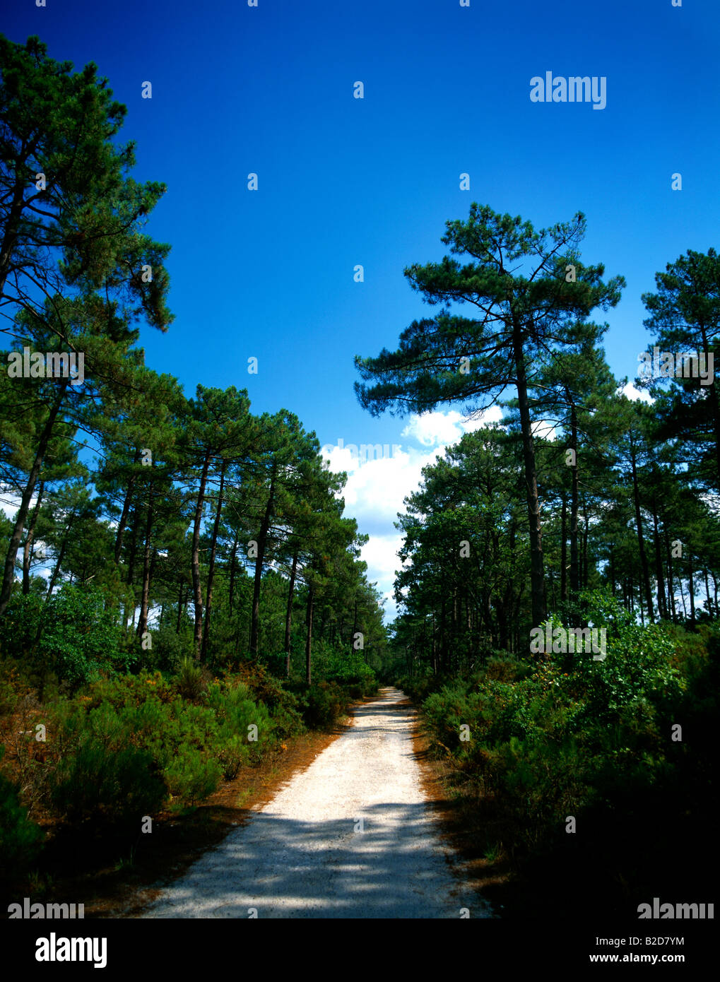 Bordeaux Region France Forest of Lacanau with Plantation of Coniferous ...