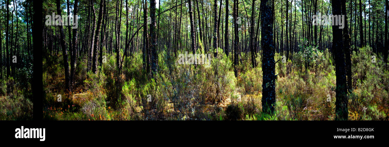 Bordeaux Region France Forest of Lacanau with Plantation of Coniferous ...
