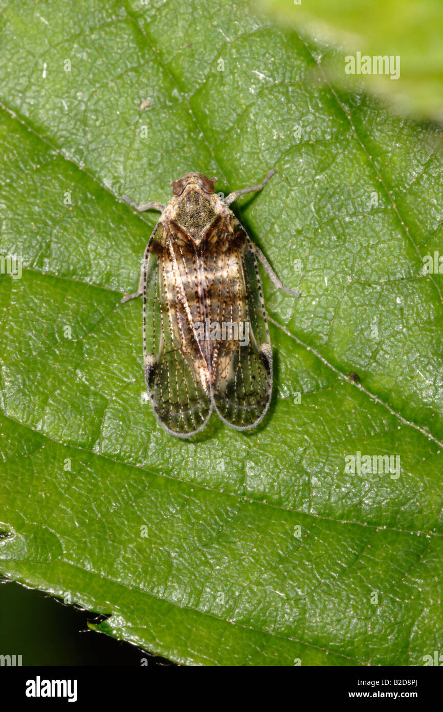 Cixius hi-res stock photography and images - Alamy