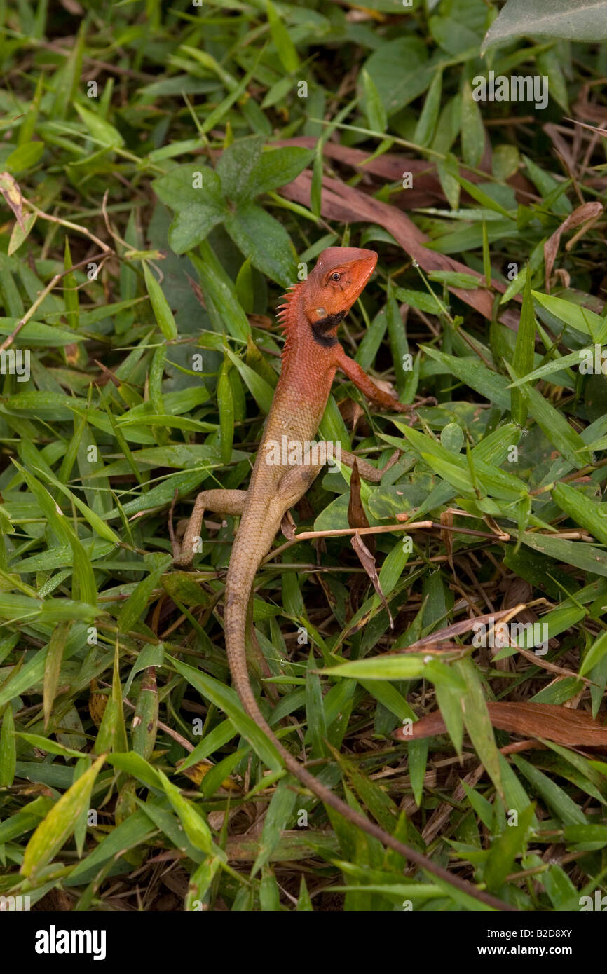 Vietnamese lizard hi-res stock photography and images - Alamy