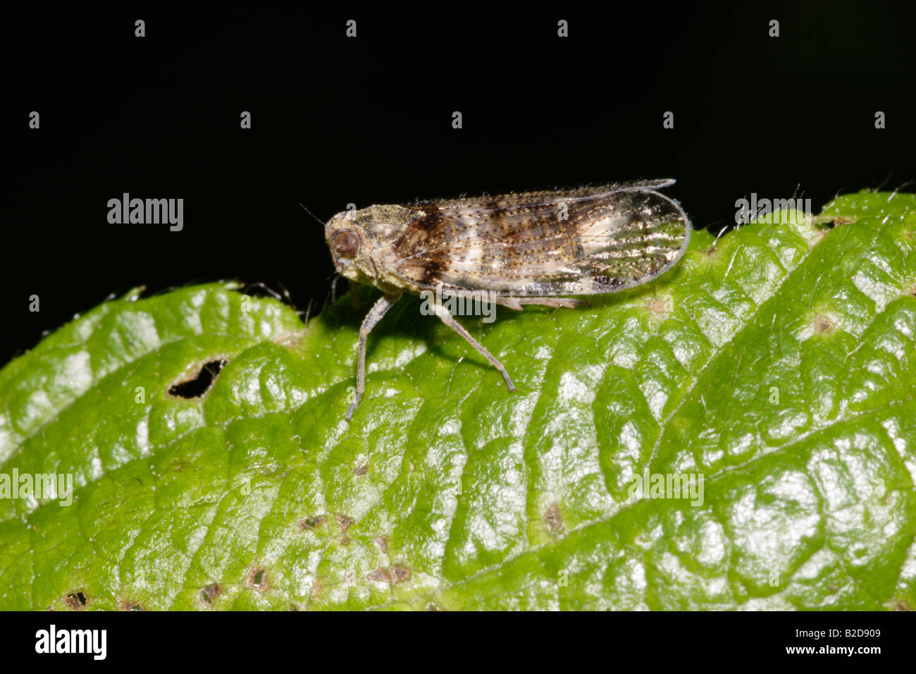 Cixius hi-res stock photography and images - Alamy
