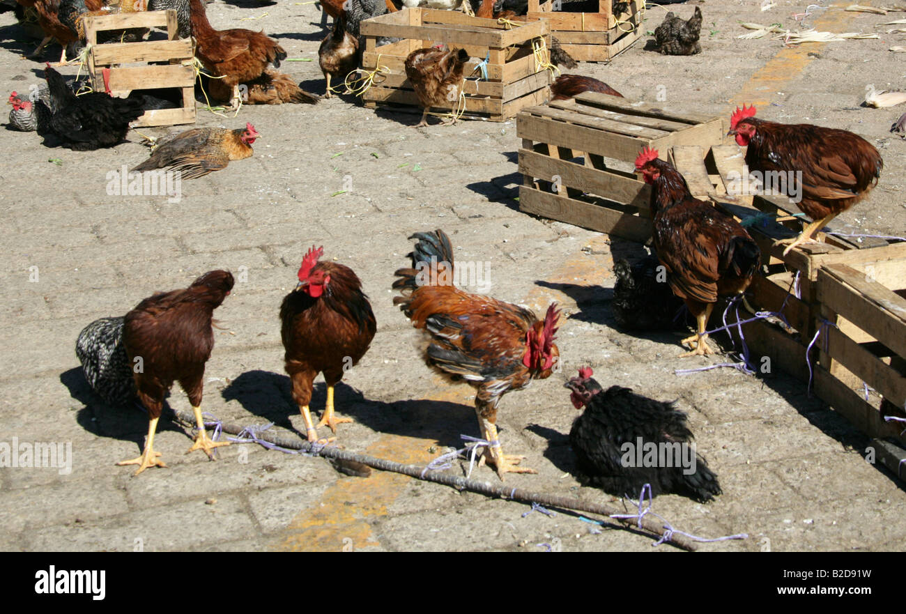 Chickens for Sale in the Market Place Outside San Juan Chamula Church ...