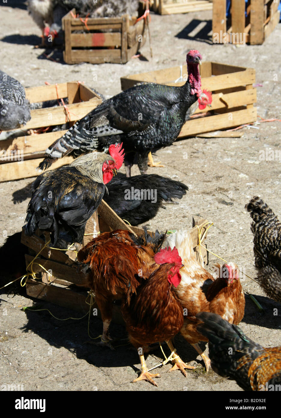 Chickens for Sale in the Market Place Outside San Juan Chamula Church ...