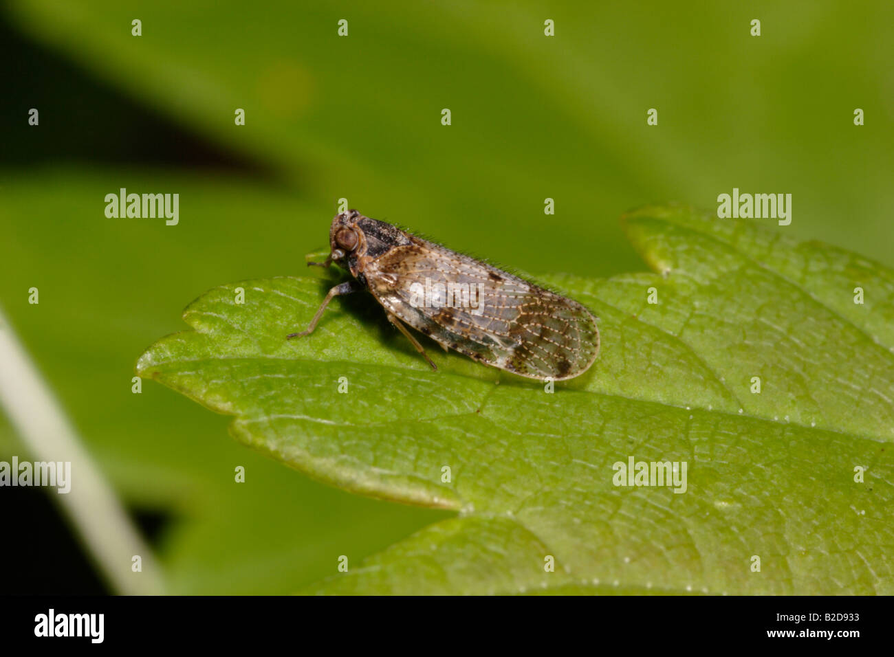 Cixius hi-res stock photography and images - Alamy
