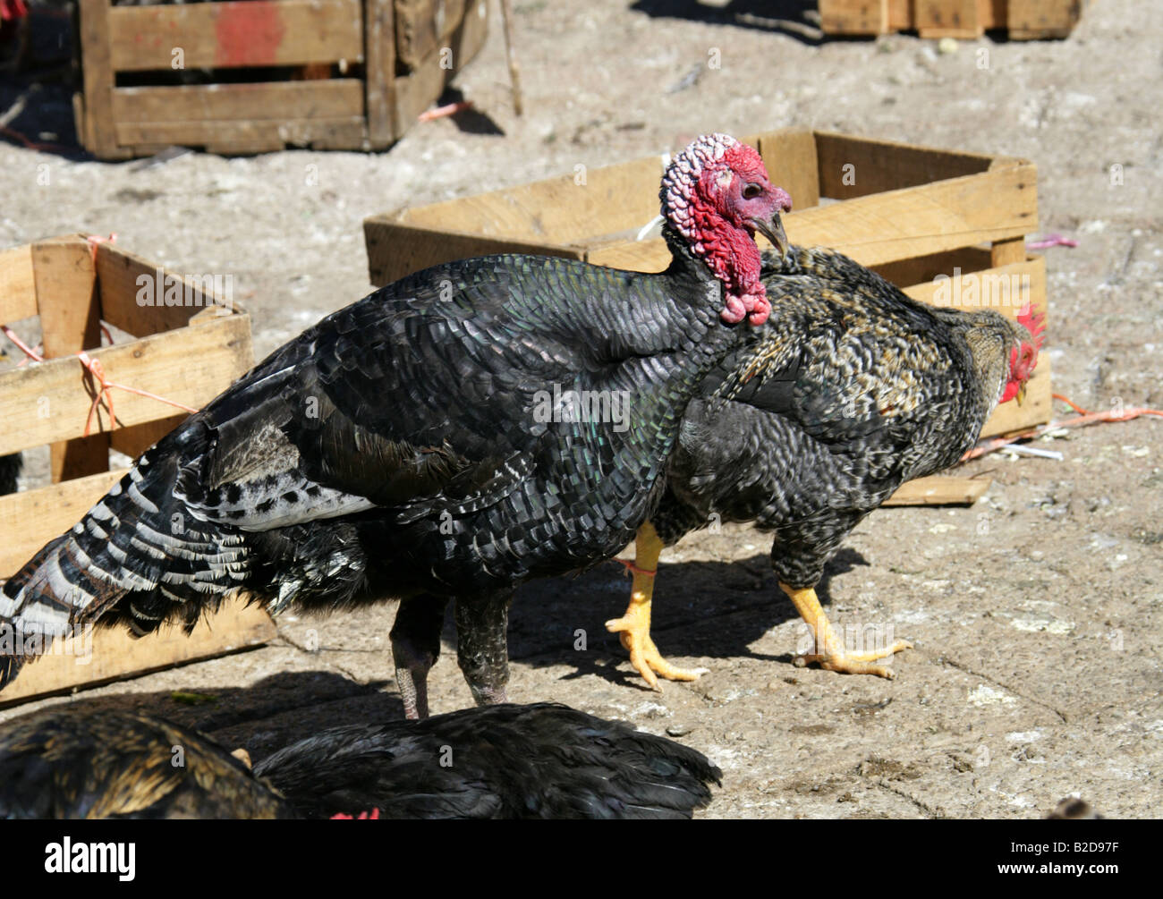 Mexico turkey hi-res stock photography and images - Alamy