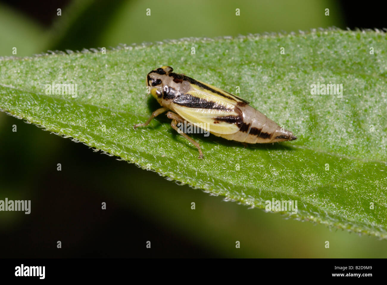 Black and yellow leafhopper Evacanthus interruptus Cicadellidae UK ...