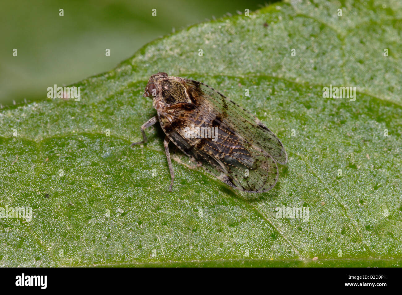 Bug Cixius nervosus Cixiidae in woodland UK Stock Photo - Alamy