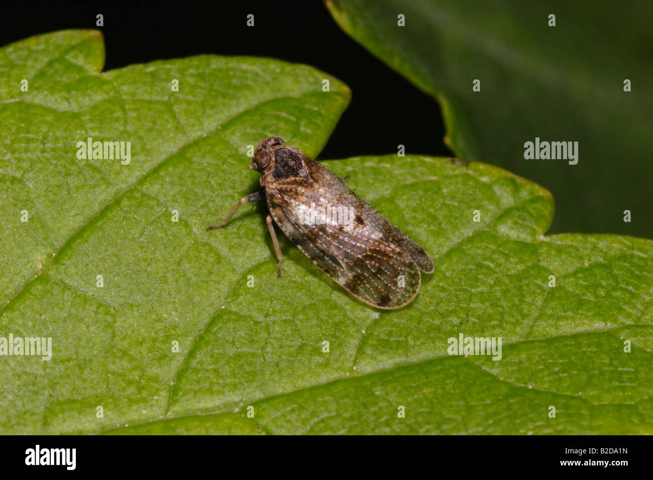 Bug Cixius pilosus Cixiidae UK Stock Photo - Alamy