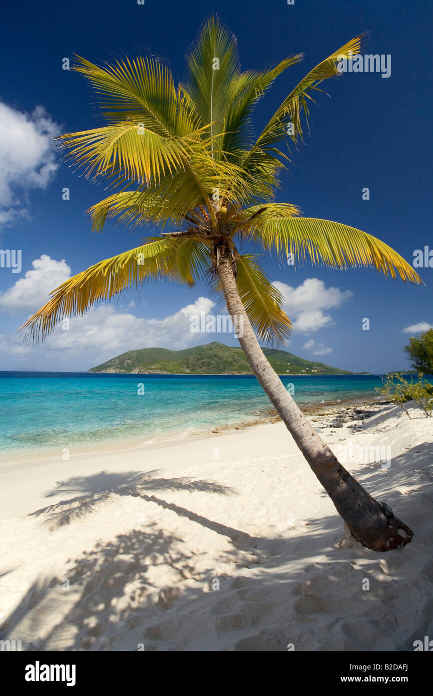 Palm tree on sandy hi-res stock photography and images - Alamy