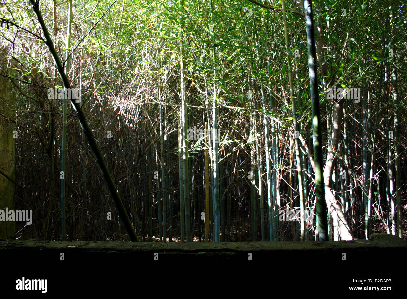 Bamboo invasion-details 3 Stock Photo - Alamy