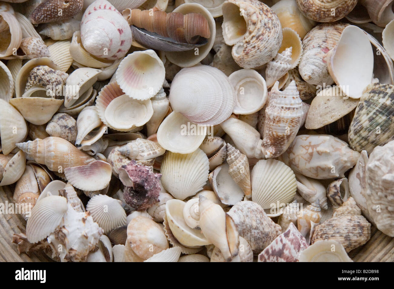 Mixture of shells hi-res stock photography and images - Alamy
