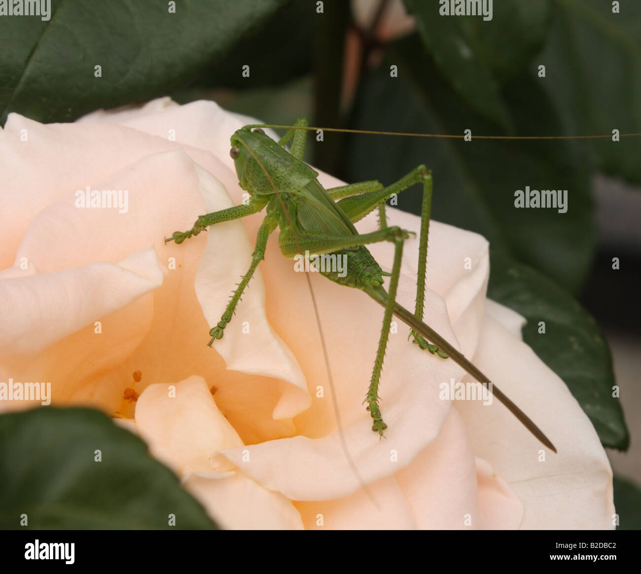 Grasshopper and rose Stock Photo - Alamy