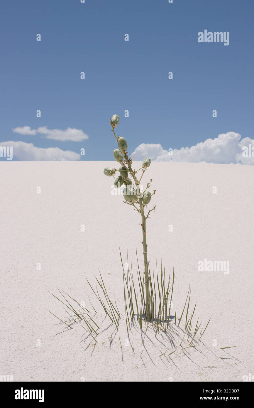 A small soaptree yucca (Yucca elata) plant buried in a sand dune at ...