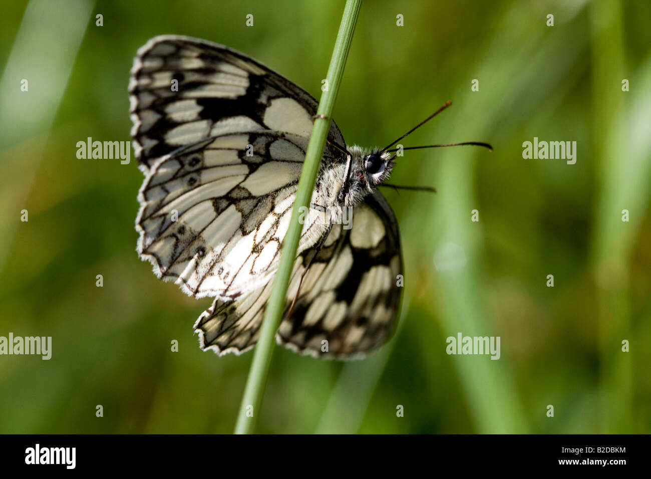 Underside of Marbled White Butterfly Stock Photo - Alamy