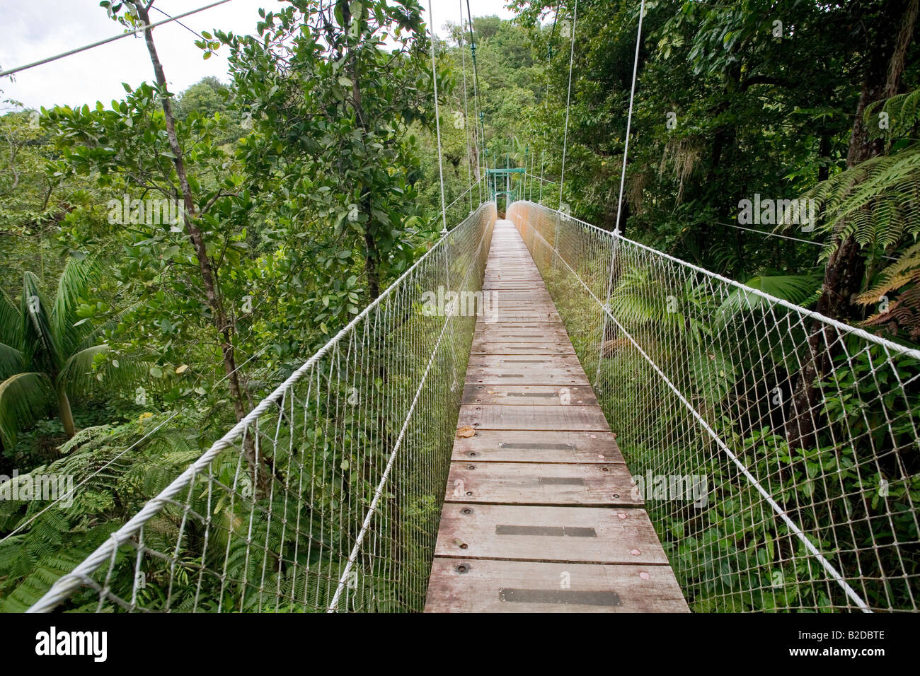 Suspension Bridge over Breakfast River Gorge Southern Dominica West ...